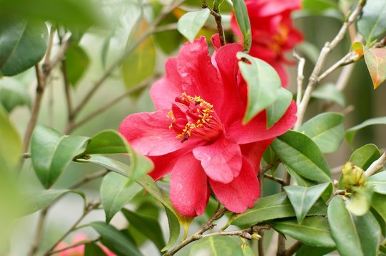 「Rhododendra」の写真素材 | 38件の無料イラスト画像 | Adobe Stock