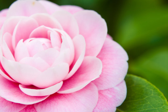 Camellia Images – Browse 41,478 Stock Photos, Vectors, and Video ...