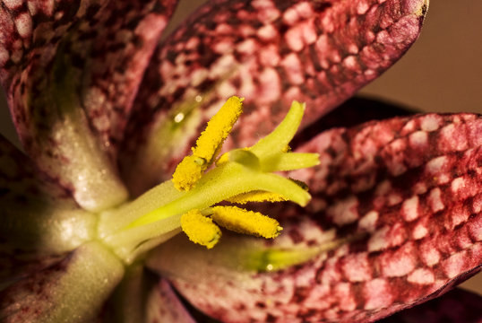 Schachbrettmuster bilder – Bläddra bland 778 stockfoton, vektorer och ...