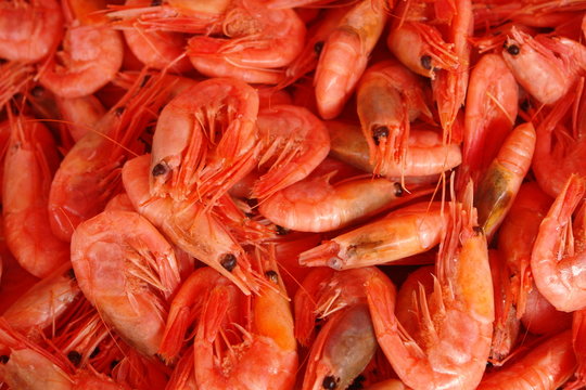 รูปภาพGamberoni – เลือกดูภาพถ่ายสต็อก เวกเตอร์ และวิดีโอ1,356 | Adobe Stock