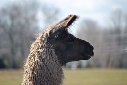 รูปภาพLlams – เลือกดูภาพถ่ายสต็อก เวกเตอร์ และวิดีโอ13 | Adobe Stock