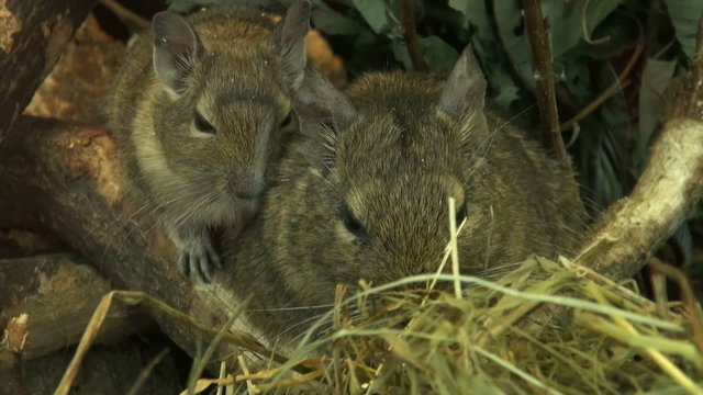 "Field Mice" Images – Browse 182 Stock Photos, Vectors, and Video ...