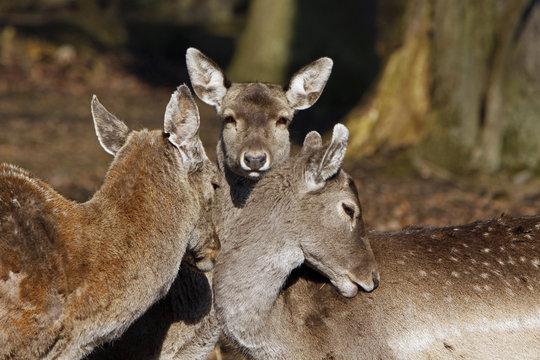 「Fluchttier」の画像 - 864 件の Stock 写真、ベクターおよびビデオ | Adobe Stock