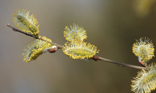 Bourgeonner bilder – Bläddra bland 397 stockfoton, vektorer och videor ...