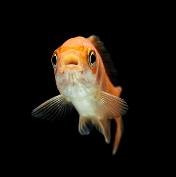 รูปภาพKarpfenfisch – เลือกดูภาพถ่ายสต็อก เวกเตอร์ และวิดีโอ140 | Adobe ...