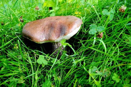 Maronenpilz Imagens – Procure 24 fotos, vetores e vídeos | Adobe Stock