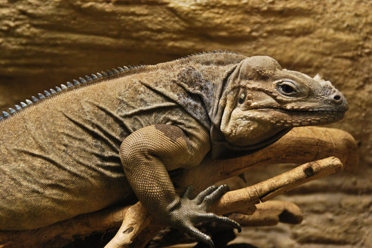 รูปภาพGuana – เลือกดูภาพถ่ายสต็อก เวกเตอร์ และวิดีโอ1,005 | Adobe Stock