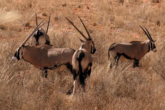 「Orix」の画像 - 1,030 件の Stock 写真、ベクターおよびビデオ | Adobe Stock