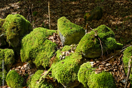 "Mousse des bois" photo libre de droits sur la banque d'images Fotolia ...