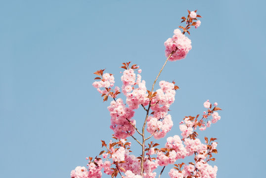 Kische Bilder – Durchsuchen 343 Archivfotos, Vektorgrafiken und Videos ...