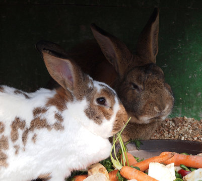 Stallhase Bilder – Durchsuchen 6,438 Archivfotos, Vektorgrafiken und ...