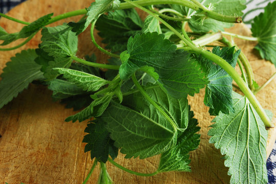 Nessel Imagens – Procure 2,358 fotos, vetores e vídeos | Adobe Stock