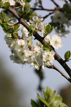 Bourgeonner bilder – Bläddra bland 397 stockfoton, vektorer och videor ...