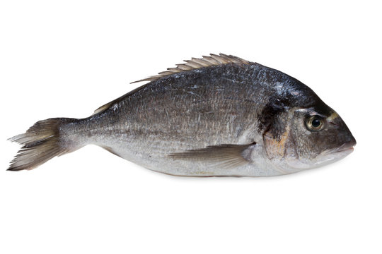 "Dorade Box"-Bilder: Stock-Fotos & -Videos. | Adobe Stock