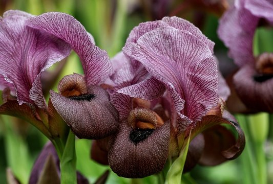 「Giaggiolo」の画像 - 131 件の Stock 写真、ベクターおよびビデオ | Adobe Stock