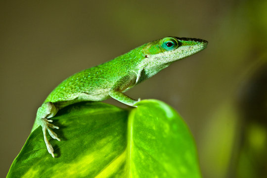 「Anolis」の写真素材 | 1,937件の無料イラスト画像 | Adobe Stock