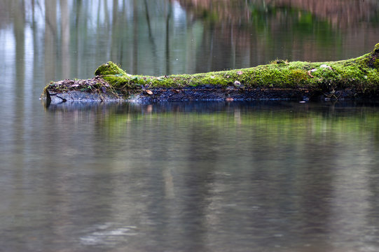 Gumpe Bilder – Durchsuchen 308 Archivfotos, Vektorgrafiken und Videos ...