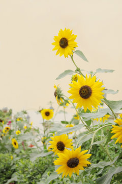 Sooryakanthi Images – Browse 44 Stock Photos, Vectors, and Video ...