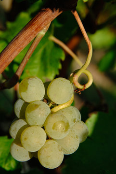 Rafles Images – Parcourir 256 le catalogue de photos, vecteurs et ...