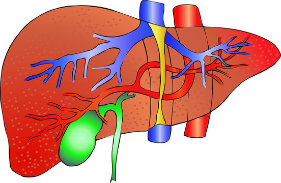 รูปภาพLeber – เลือกดูภาพถ่ายสต็อก เวกเตอร์ และวิดีโอ6,418 | Adobe Stock