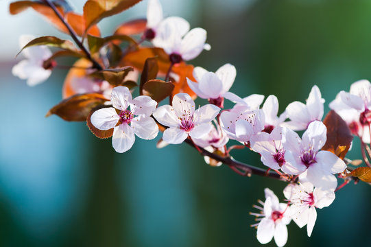 "Japanische Kirsche" - Images et vidéos libres de droits | Adobe Stock