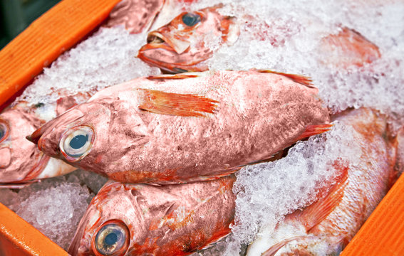 「Goldbarsch」の画像 - 45 件の Stock 写真、ベクターおよびビデオ | Adobe Stock