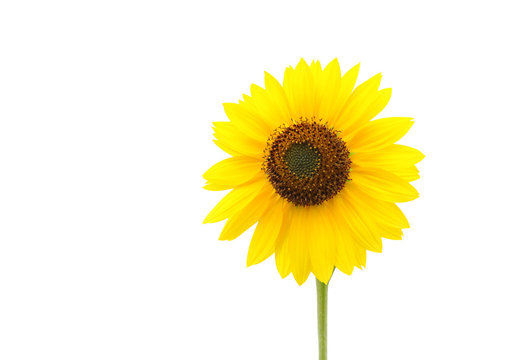 Sooryakanthi Images – Browse 44 Stock Photos, Vectors, and Video ...