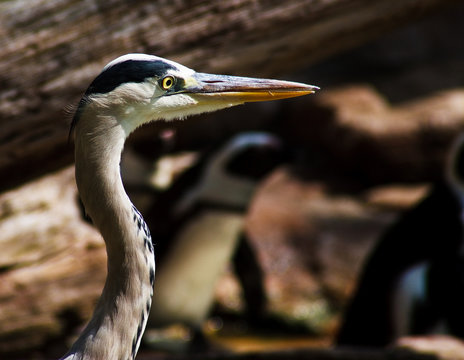 รูปภาพSchreitvoegel – เลือกดูภาพถ่ายสต็อก เวกเตอร์ และวิดีโอ69 | Adobe ...