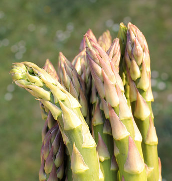 Aspergus Images – Browse 33 Stock Photos, Vectors, and Video | Adobe Stock