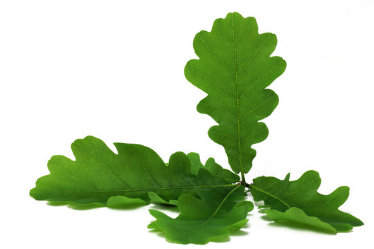 「Eichenast」の画像 - 81 件の Stock 写真、ベクターおよびビデオ | Adobe Stock