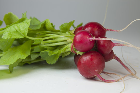 Turp 画像 - 参照 384 Stock 写真、ベクターおよびビデオ | Adobe Stock