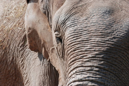 Pachyderme Images – Parcourir 9,993 le catalogue de photos, vecteurs et ...