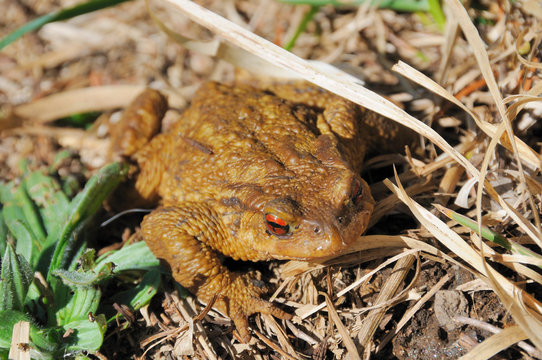 Batracien Bilder – Durchsuchen 1,301 Archivfotos, Vektorgrafiken und ...