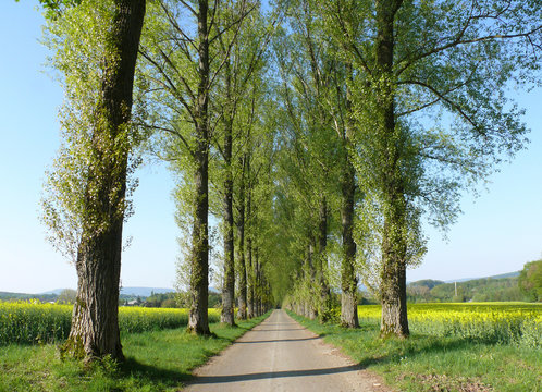 Pappelallee bilder – Bläddra bland 187 stockfoton, vektorer och videor ...