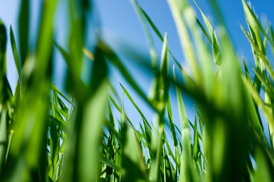 Graspollen Bilder – Durchsuchen 5,326 Archivfotos, Vektorgrafiken und ...