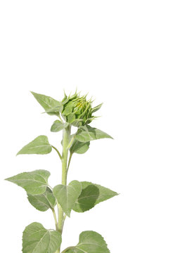 Sooryakanthi Images – Browse 44 Stock Photos, Vectors, and Video ...