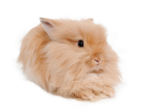 Dwarfish Bilder – Durchsuchen 2,256 Archivfotos, Vektorgrafiken und ...