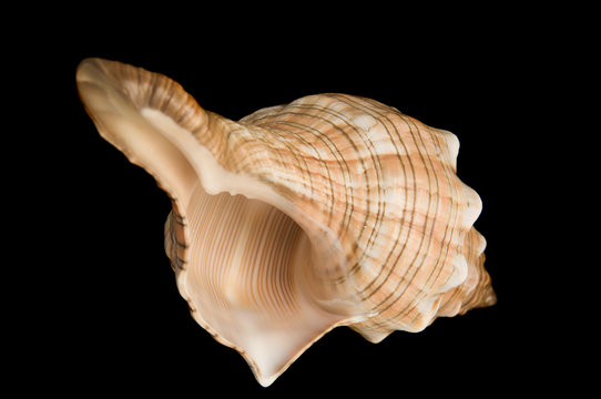 รูปภาพGastropode – เลือกดูภาพถ่ายสต็อก เวกเตอร์ และวิดีโอ339 | Adobe Stock