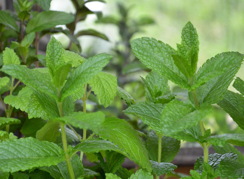 รูปภาพMinzen – เลือกดูภาพถ่ายสต็อก เวกเตอร์ และวิดีโอ1,347 | Adobe Stock