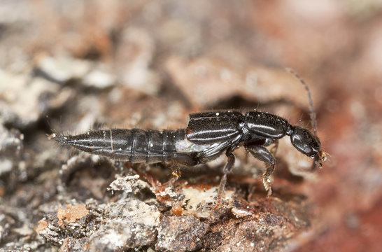 Rove-Beetle Images – Browse 27 Stock Photos, Vectors, and Video | Adobe ...