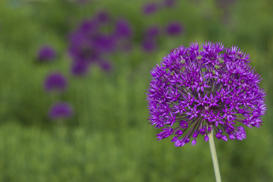 รูปภาพAlium – เลือกดูภาพถ่ายสต็อก เวกเตอร์ และวิดีโอ83,557 | Adobe Stock