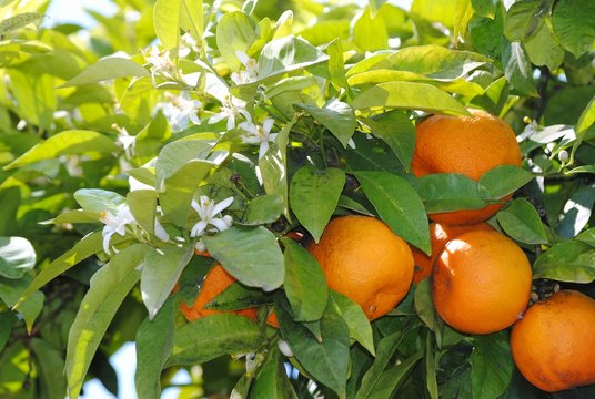 Orangers bilder – Bläddra bland 447 stockfoton, vektorer och videor ...