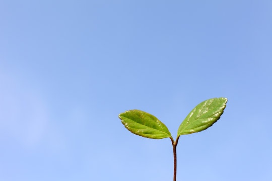 二枚 Images – Browse 785 Stock Photos, Vectors, and Video | Adobe Stock