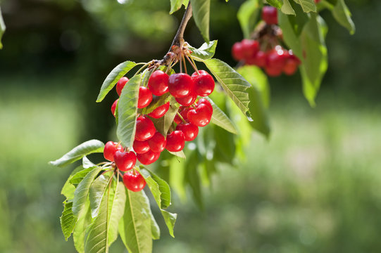 Kirsch 이미지 – 찾아보기 15,967 스톡 사진, 벡터 및 비디오 | Adobe Stock