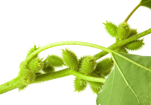 Xanthium Images – Browse 462 Stock Photos, Vectors, and Video | Adobe Stock