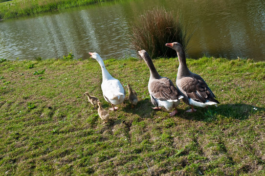 Mastgans-Bilder: Stock-Fotos & -Videos. | Adobe Stock