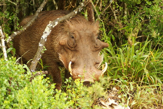 Pumba Images – Browse 1,299 Stock Photos, Vectors, and Video | Adobe Stock