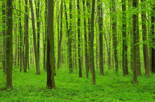 Calming Green Background Images – Browse 714,381 Stock Photos, Vectors ...