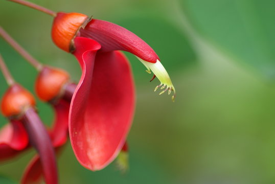 Ceibo Flower Image | Best Flower Site