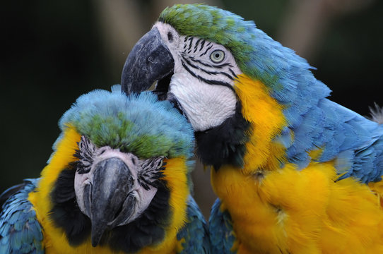 Psittacidae bilder – Bläddra bland 7,988 stockfoton, vektorer och ...